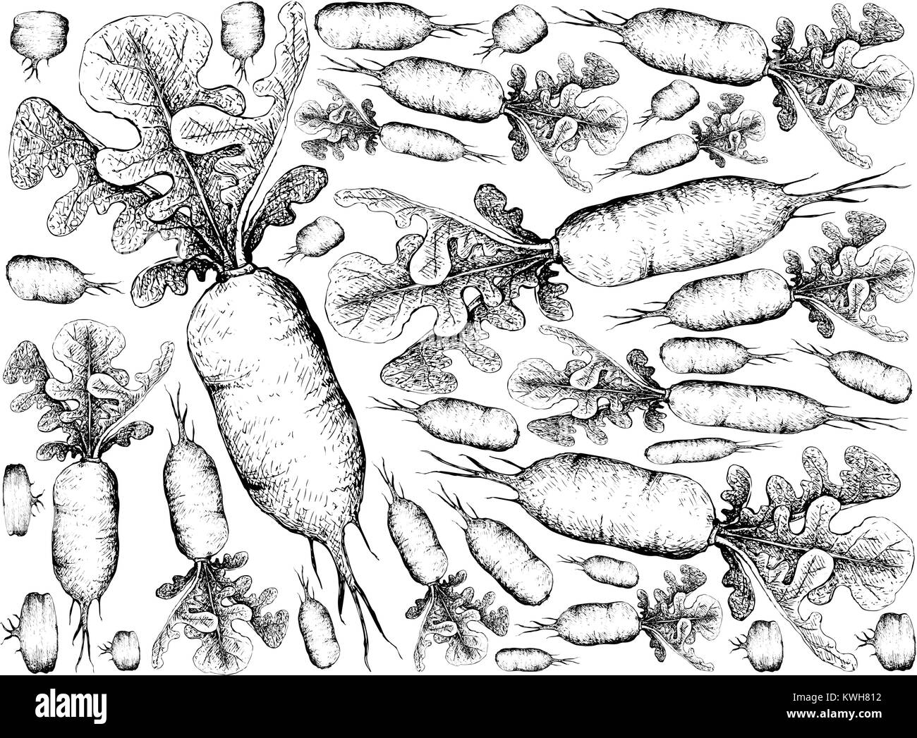 Root and Tuberous Vegetables, Illustration Hand Drawn Sketch of White ...