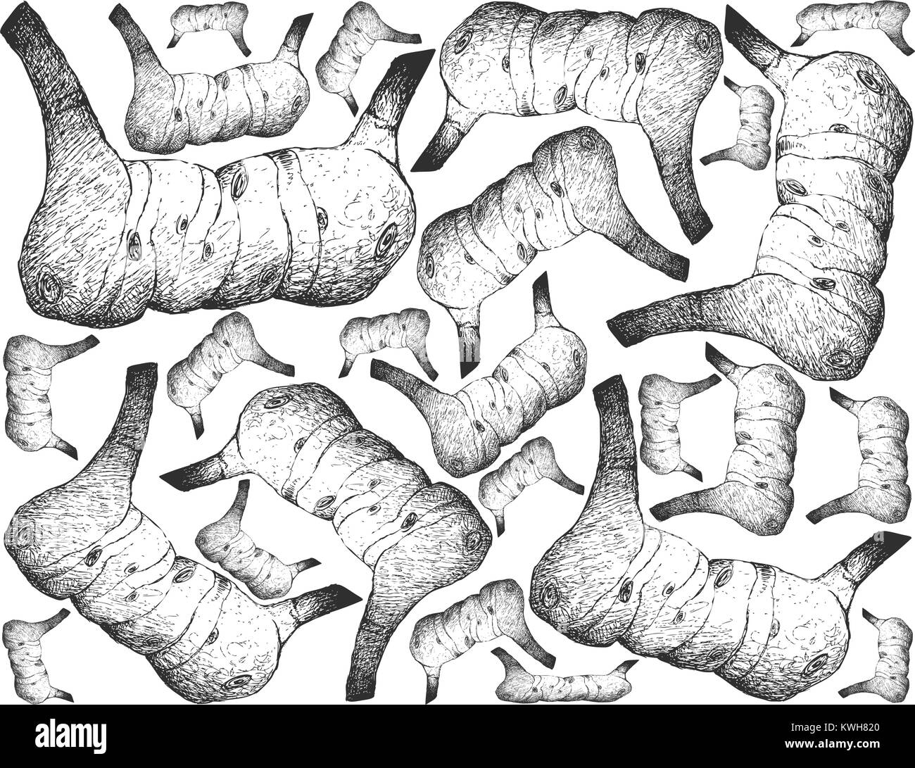 Root and Tuberous Vegetables, Illustration Hand Drawn Sketch of Fresh ...