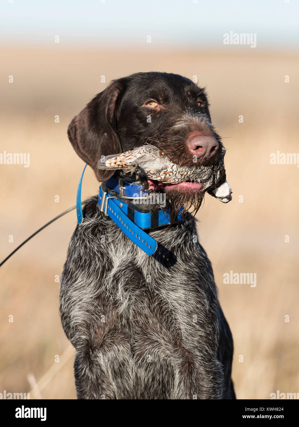 A German Wirehaired Pointer retrieving a Bobwhite Quail in Kansas on a ...