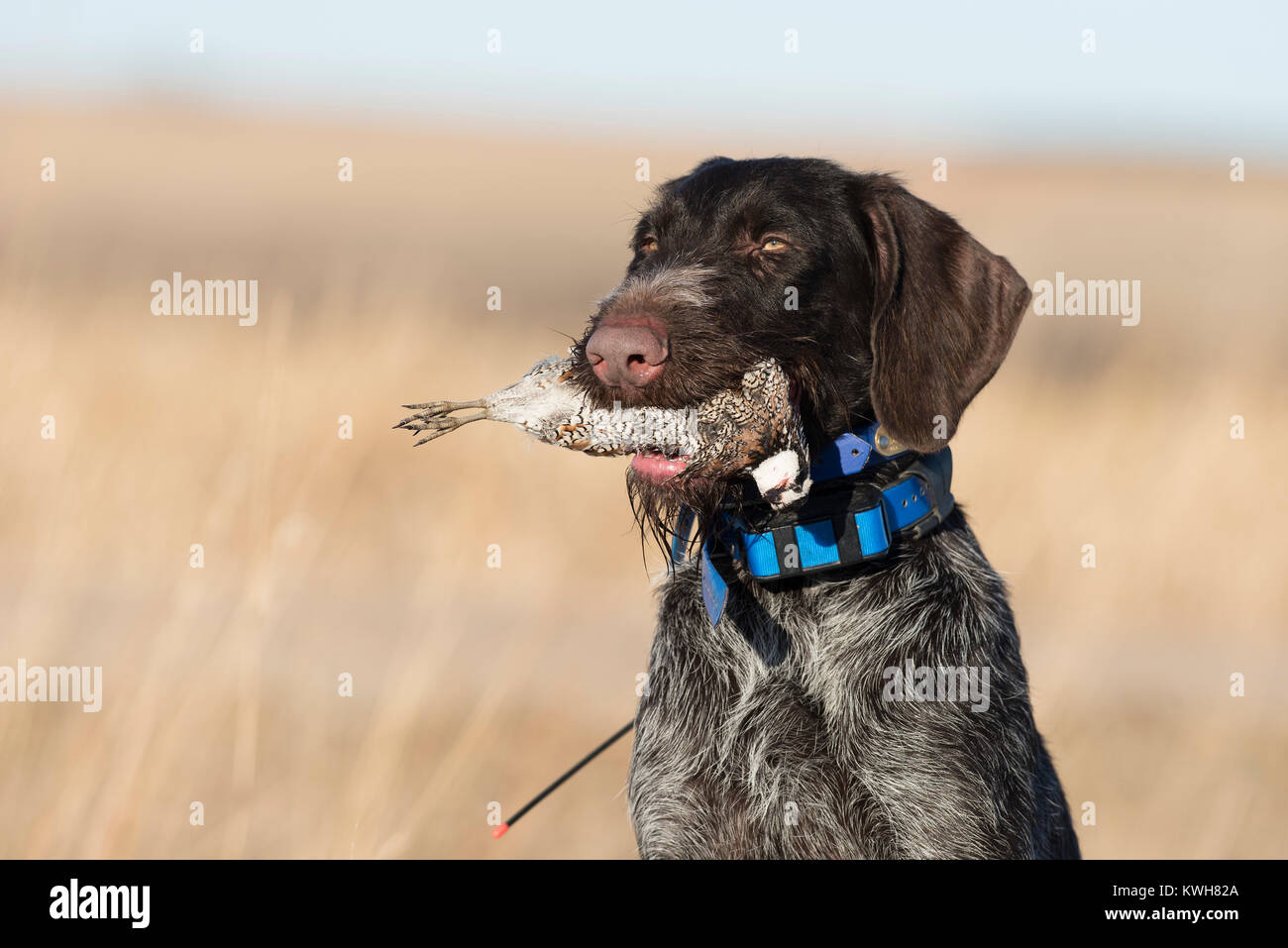 A German Wirehaired Pointer retrieving a Bobwhite Quail in Kansas on a ...