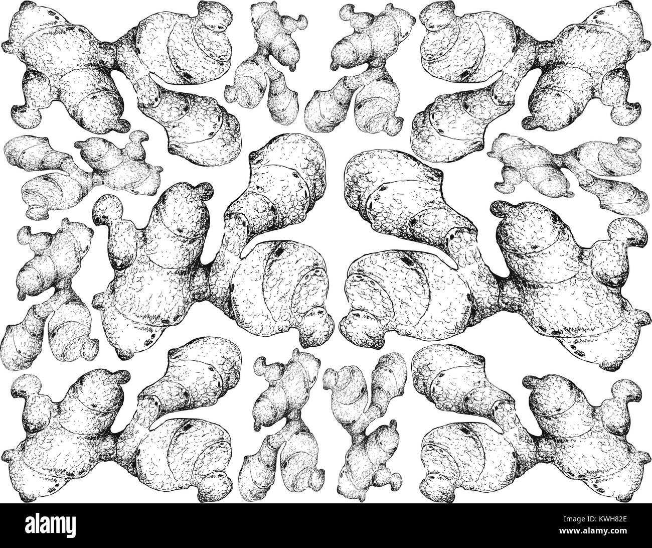 Root and Tuberous Vegetables, Illustration Hand Drawn Sketch of Fresh ...