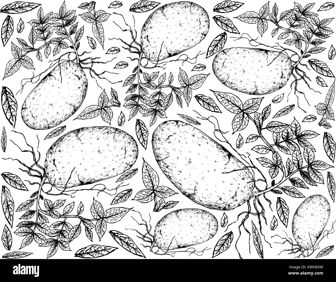 Root and Tuberous Vegetables, Illustration Hand Drawn Sketch of ...