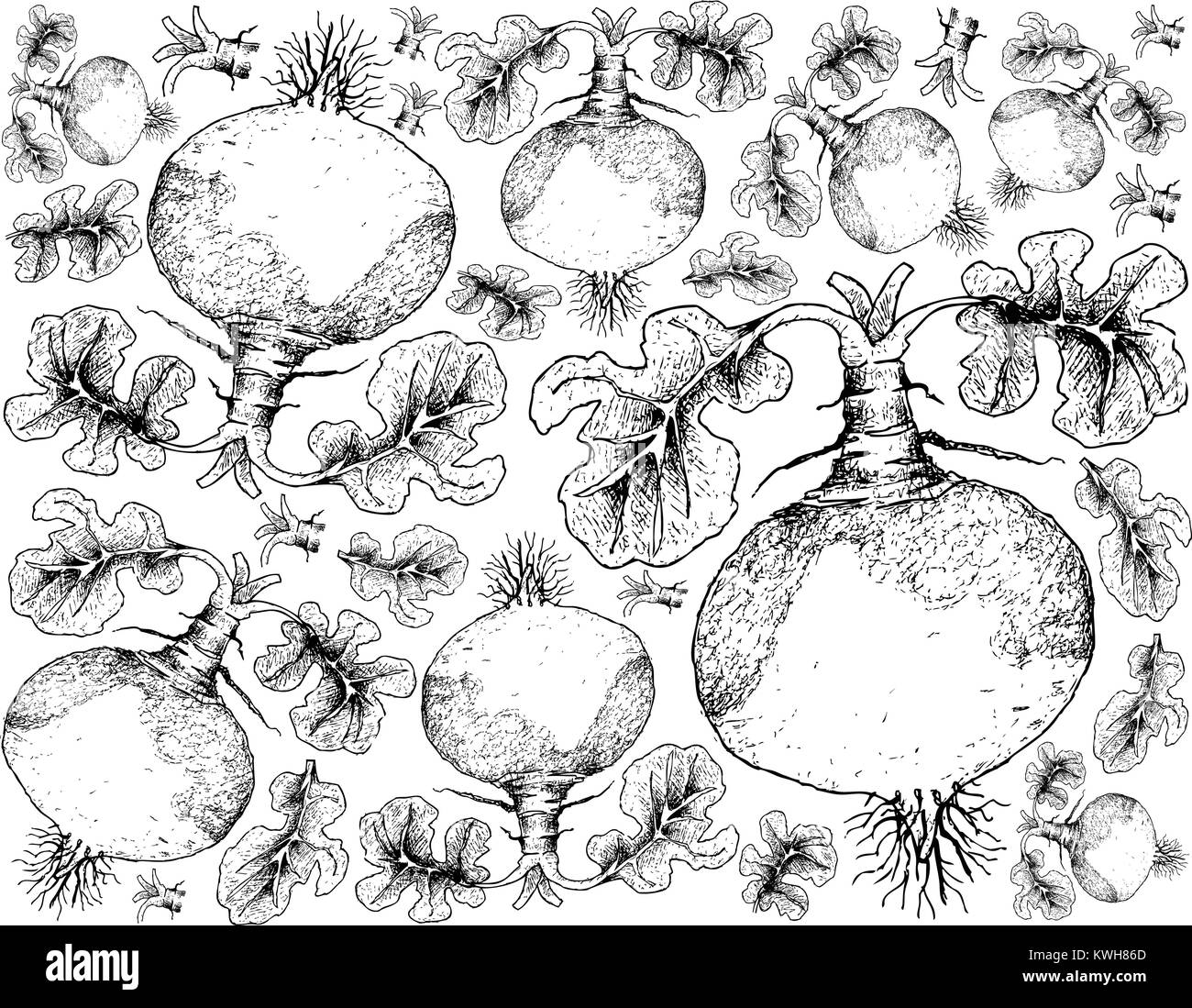 Root and Tuberous Vegetables, Illustration Hand Drawn Sketch of Fresh ...