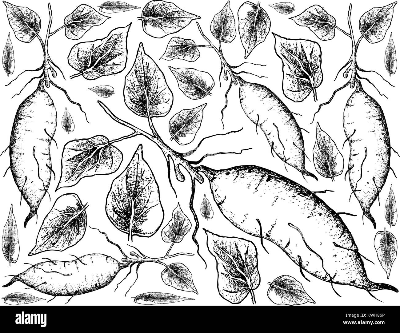 Root and Tuberous Vegetables, Illustration Hand Drawn Sketch of Whole ...