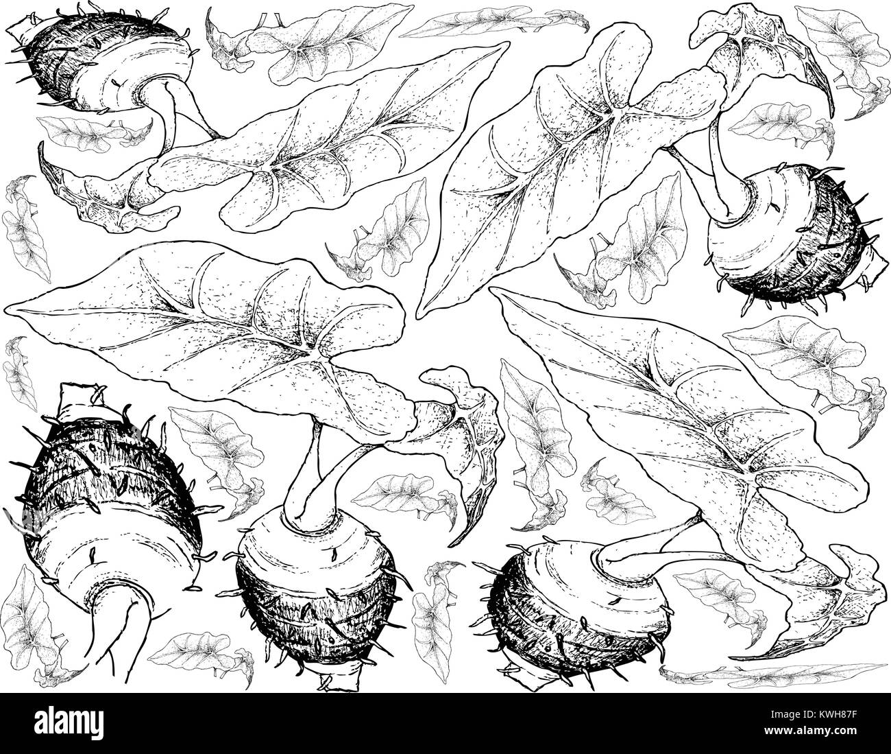 Taro root tuber colocasia Black and White Stock Photos & Images - Alamy