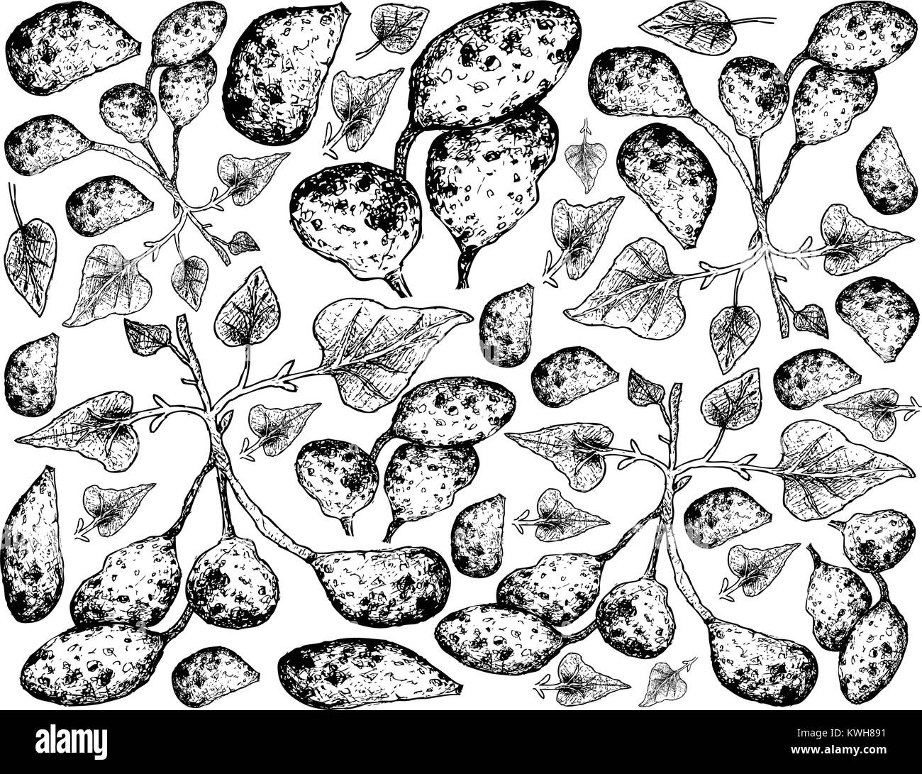 Root and Tuberous Vegetables, Illustration Hand Drawn Sketch of Ullucus ...