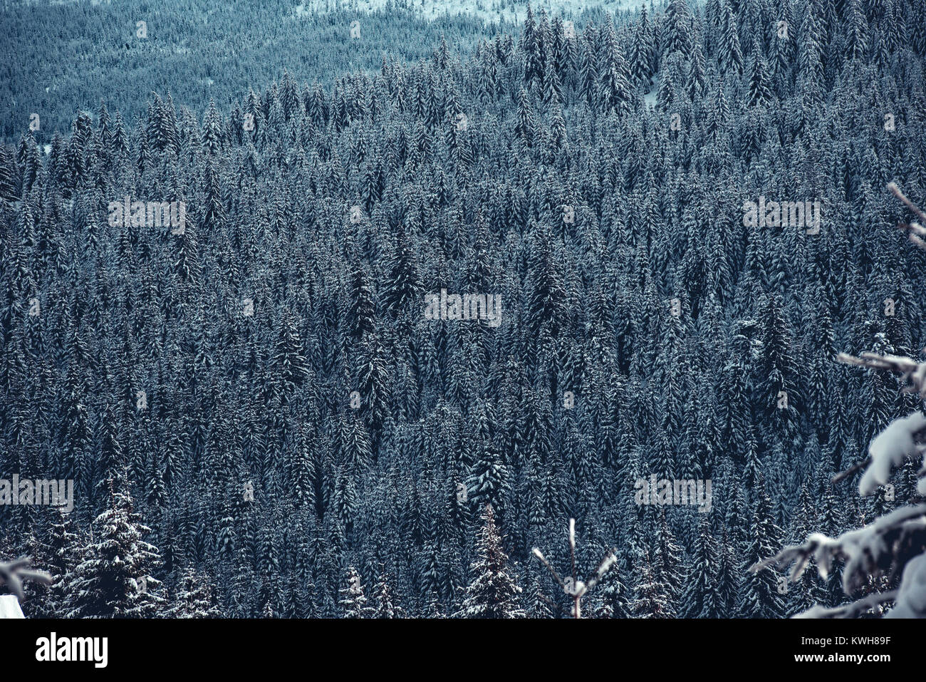 Background with snowy fir tree forest. Winter postcard Stock Photo - Alamy