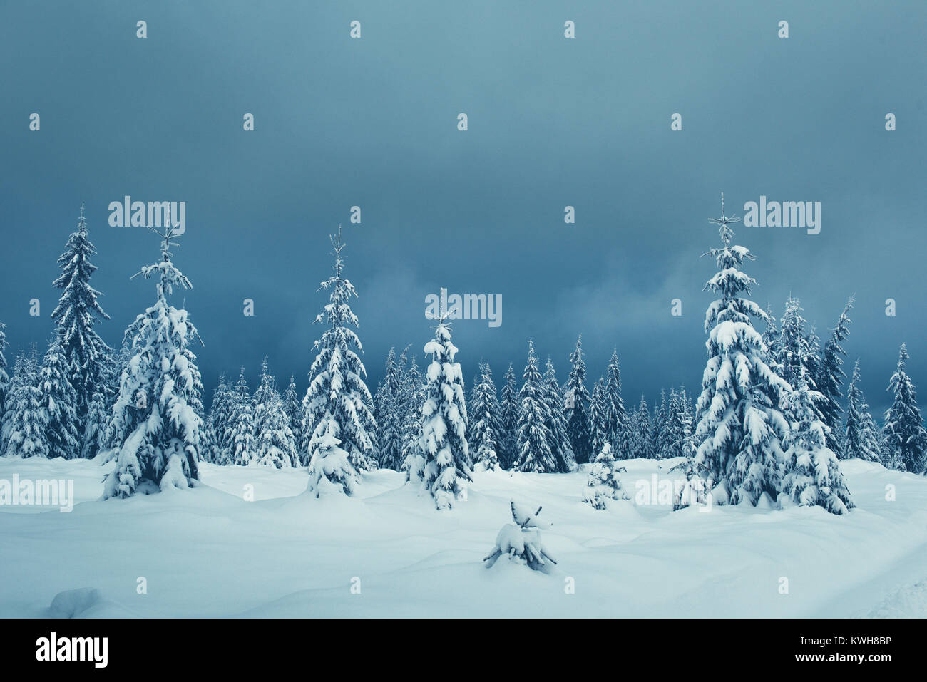 Snow covered pine tree forest after snow storm Stock Photo - Alamy