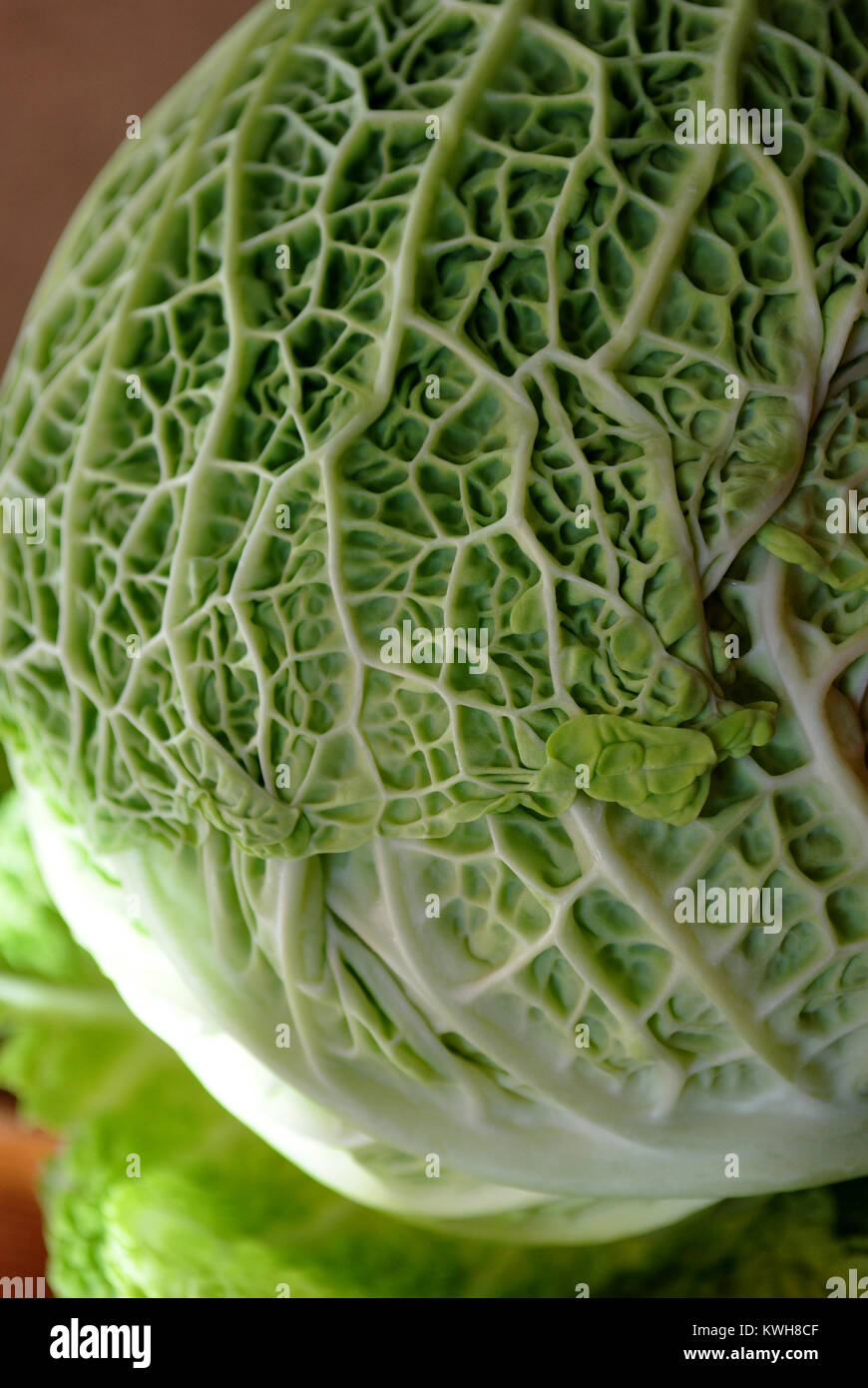 cabbage natural wrinkles on the skin Stock Photo - Alamy