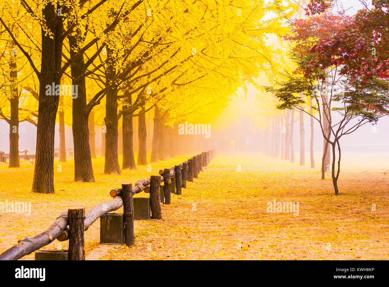 Autumn in Korea.Row of yellow ginkgo tree in Nami Island, Seoul Korea ...