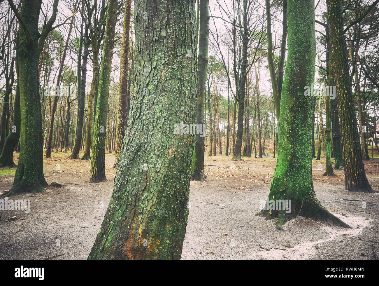 Color toned picture of trees in a park, selective focus Stock Photo - Alamy