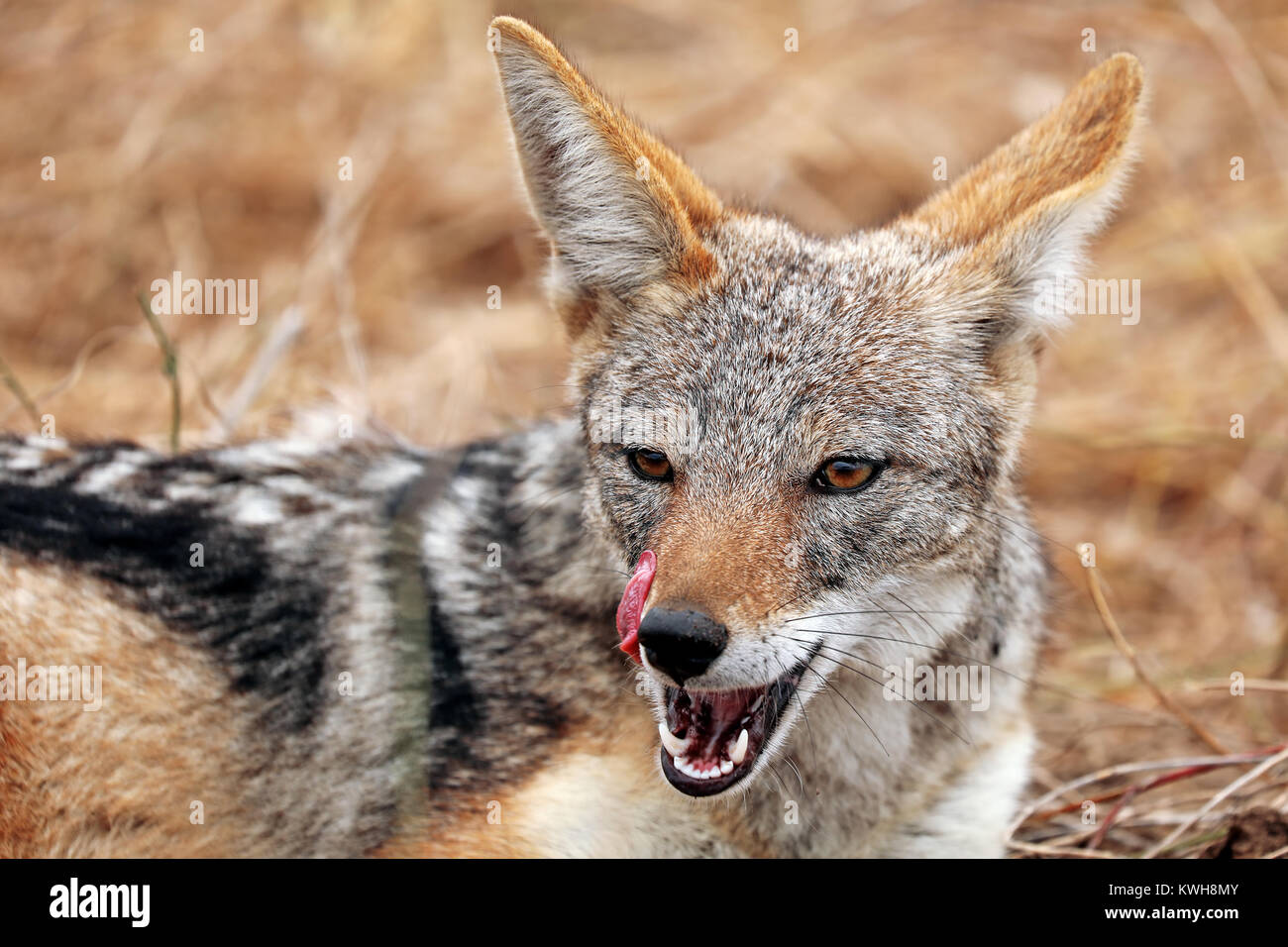 Jackal Face Stock Photos & Jackal Face Stock Images - Alamy
