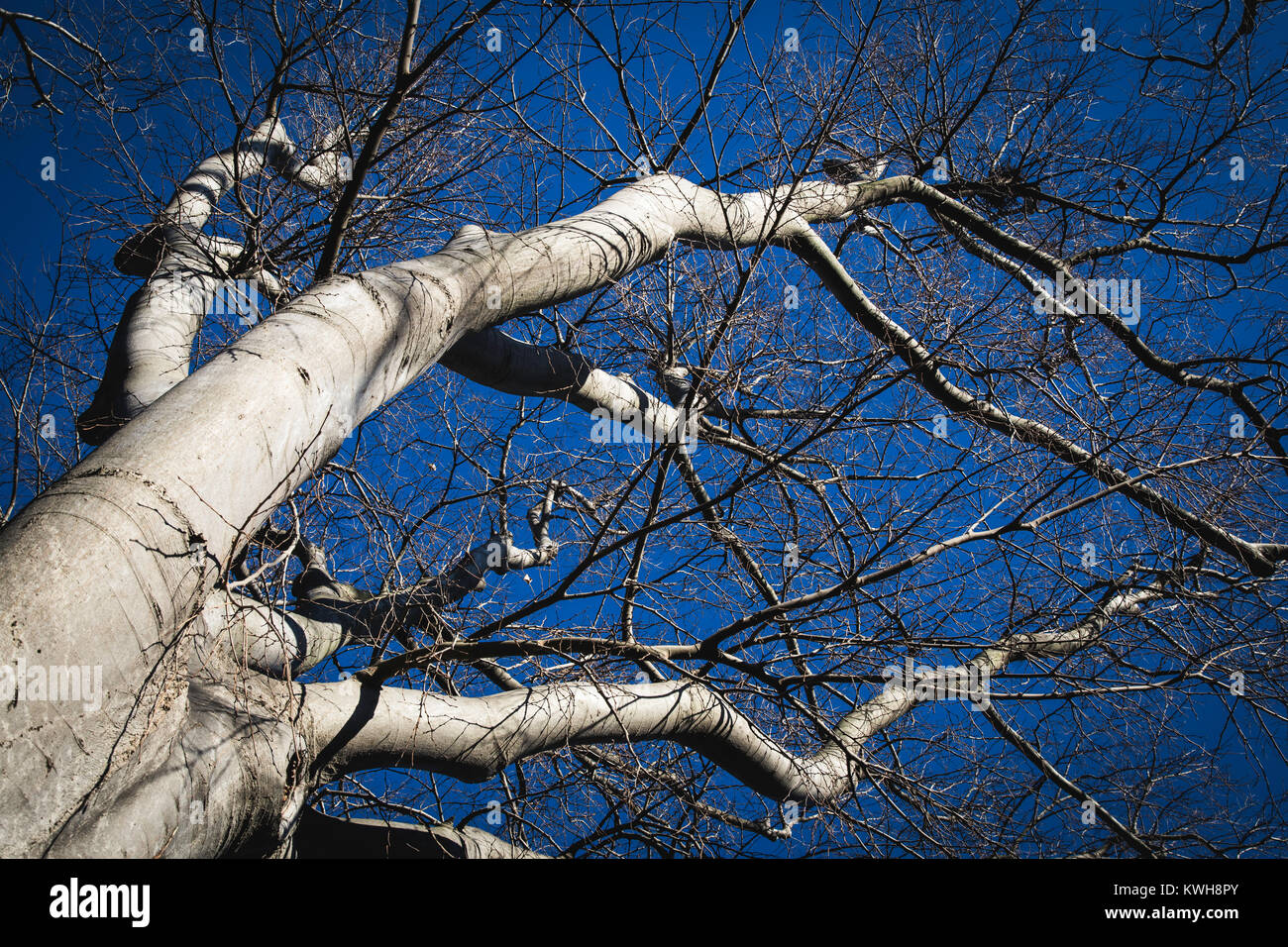 tree crowns in the winter Stock Photo - Alamy