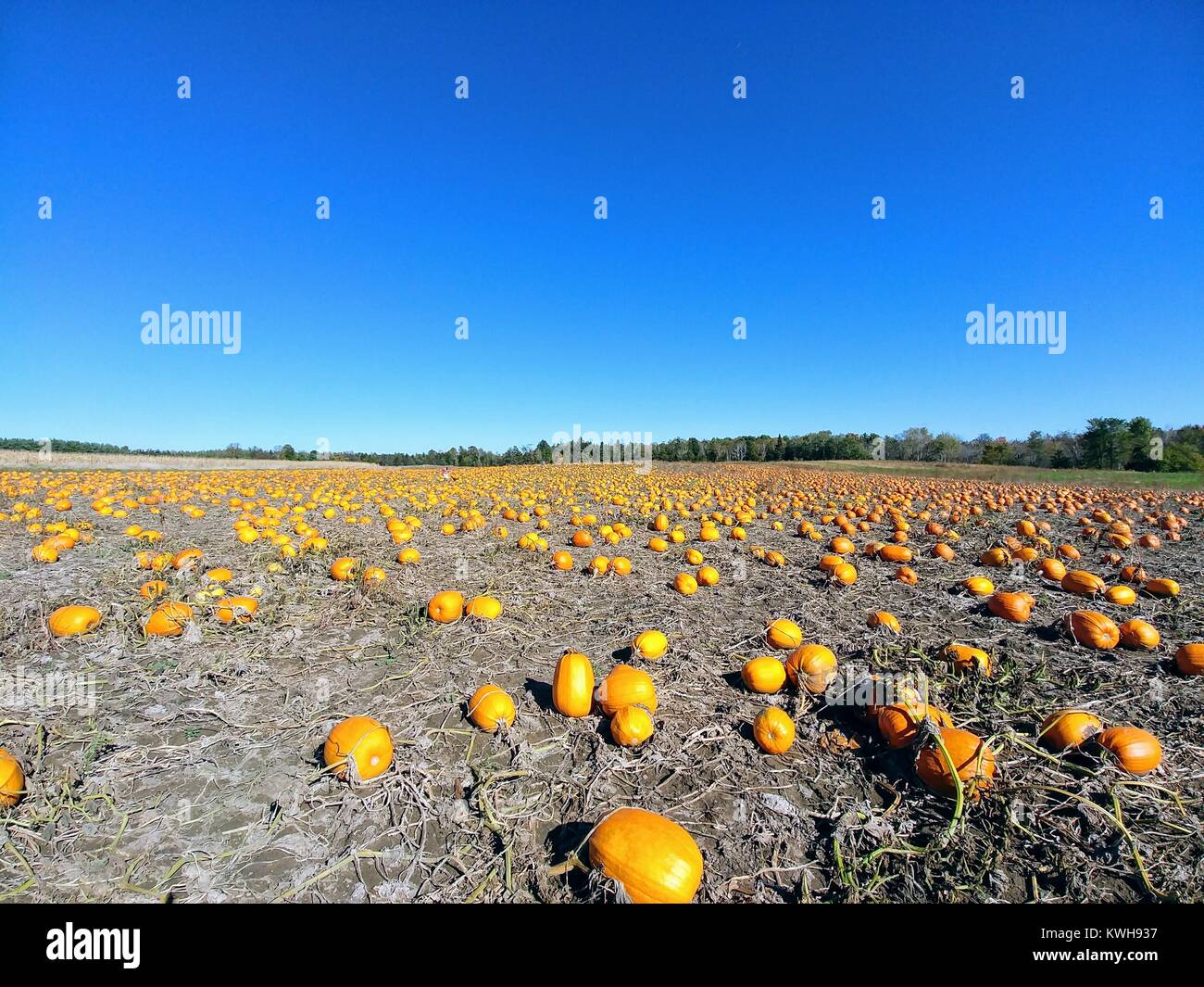 Pumpkin patch with clear blue sky Stock Photo - Alamy