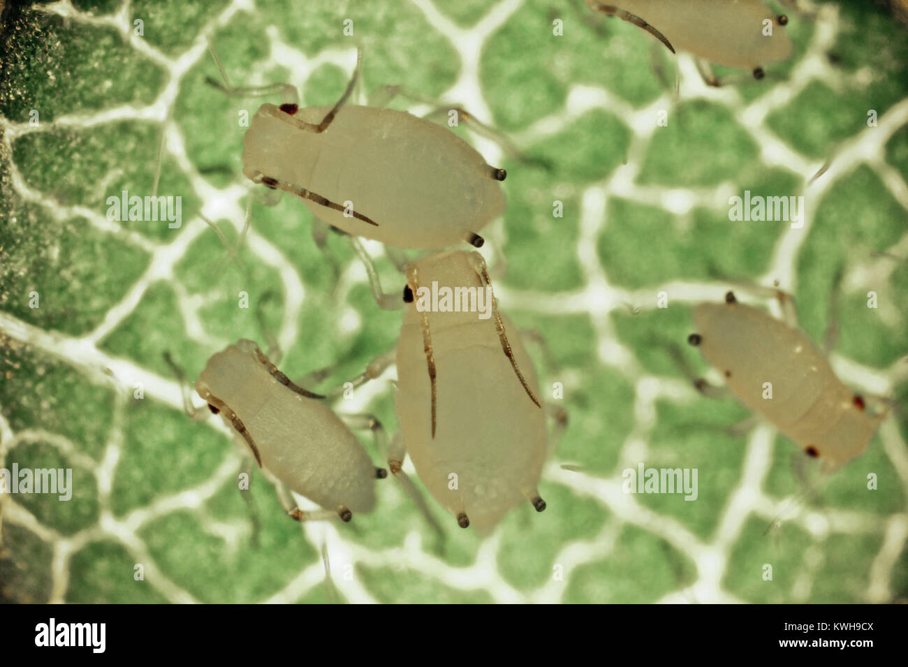 Close up of aphid hi-res stock photography and images - Alamy