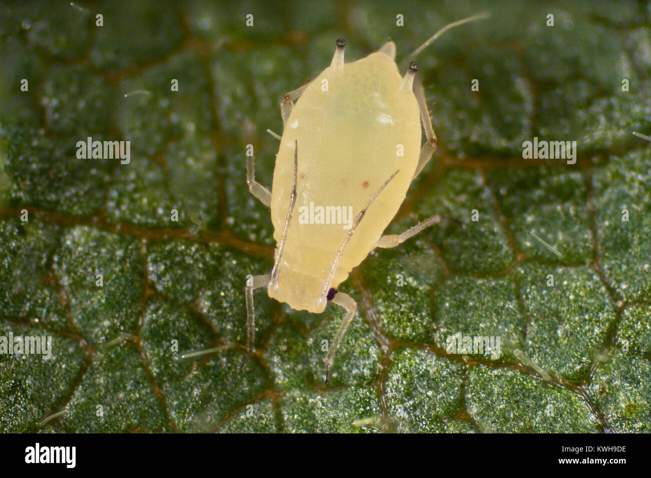 SOYBEAN APHID (APHIS GLYCINES) CLOSE UP Stock Photo - Alamy