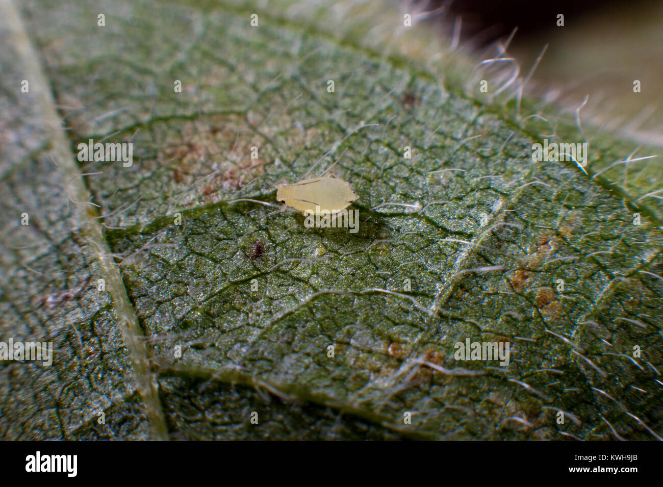 Aphid close up hi-res stock photography and images - Alamy