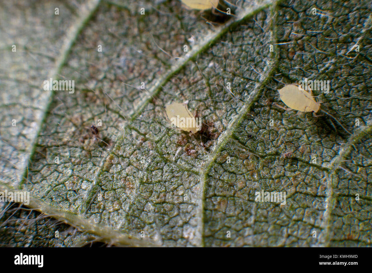 SOYBEAN APHID (APHIS GLYCINES) CLOSE UP Stock Photo - Alamy