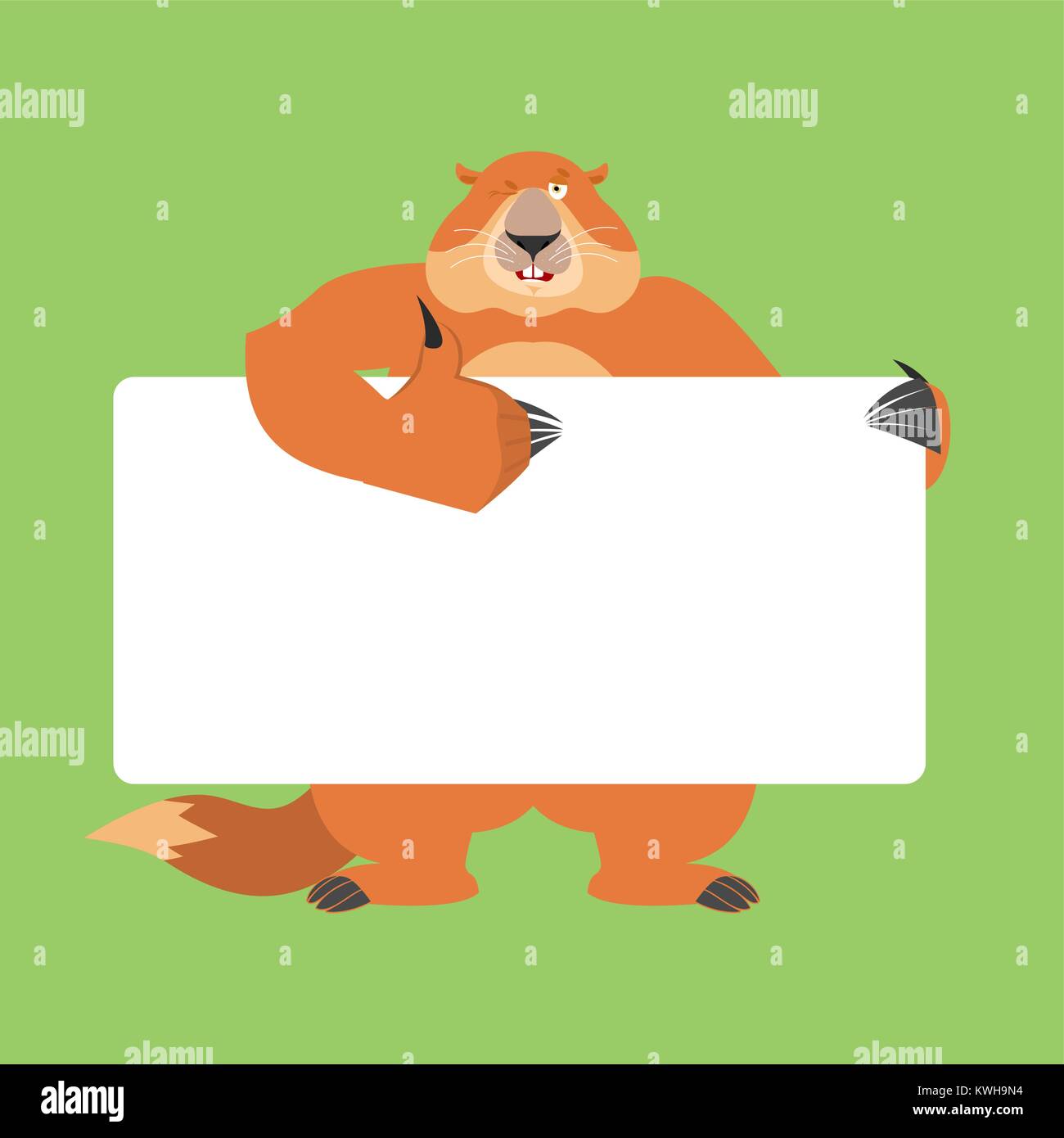 Groundhog holding banner blank. Woodchuck and white blank. Marmot thumb ...