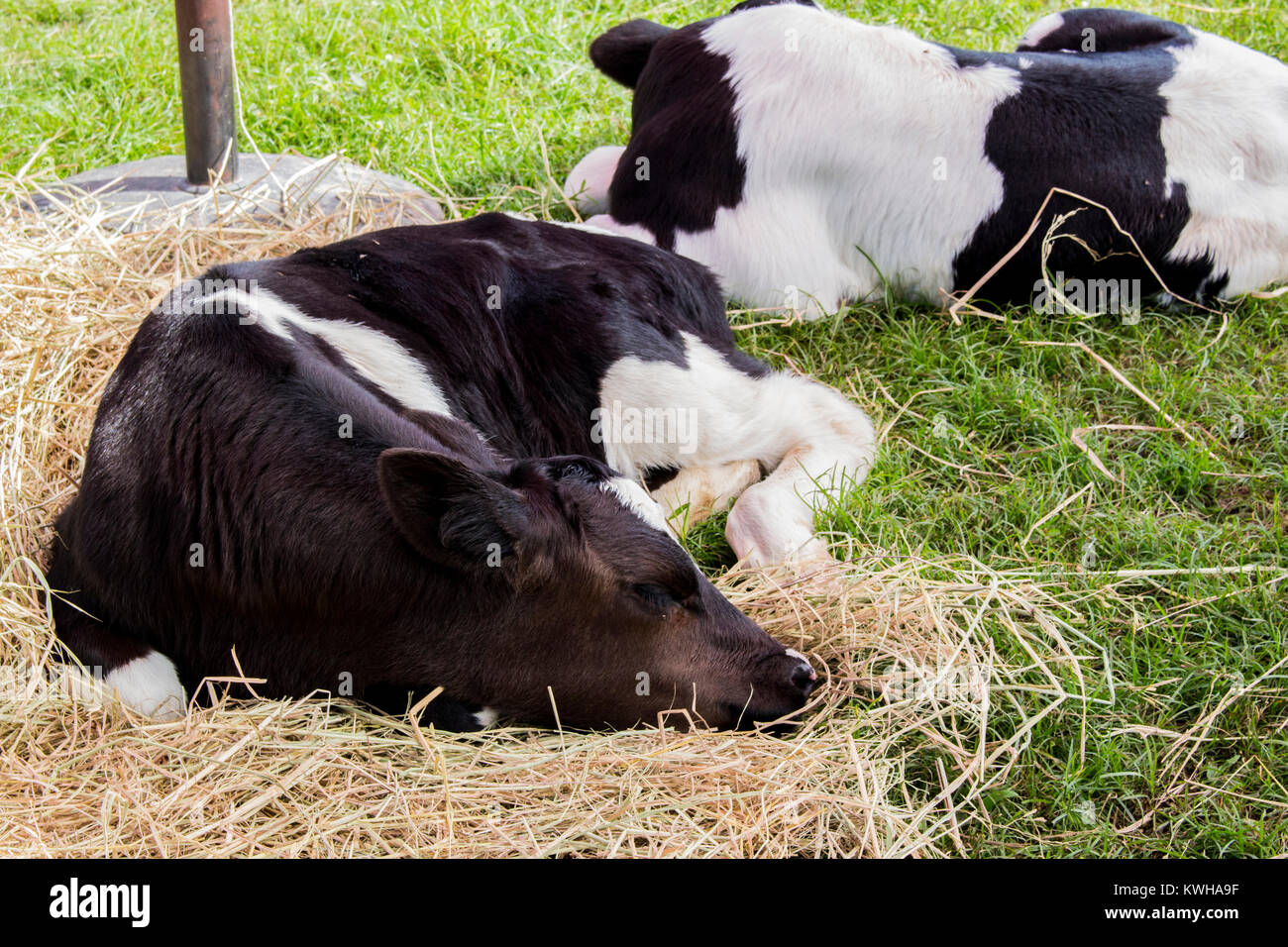 Cowboy sleeping hi-res stock photography and images - Alamy