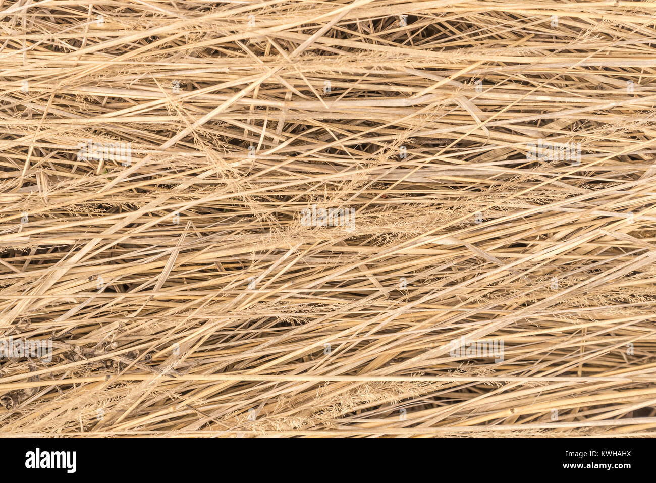 Close up of straw background texture Stock Photo - Alamy