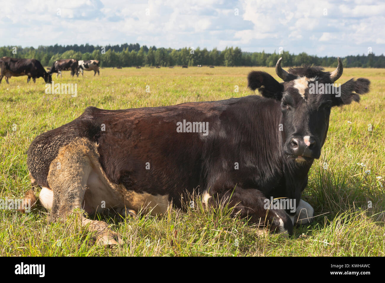 Tired cow lying on green grass Stock Photo - Alamy