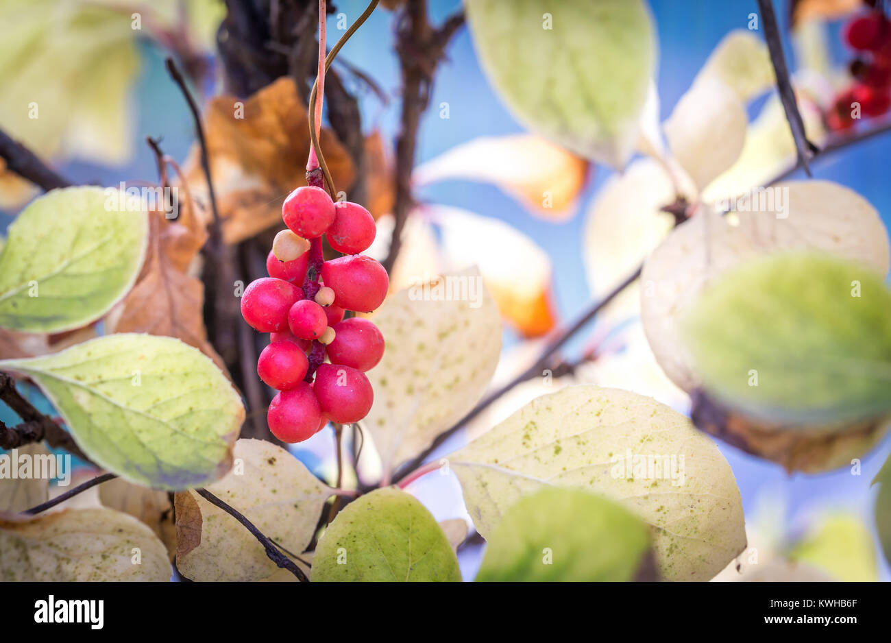 Branch of chinese magnolia vine berries Stock Photo - Alamy