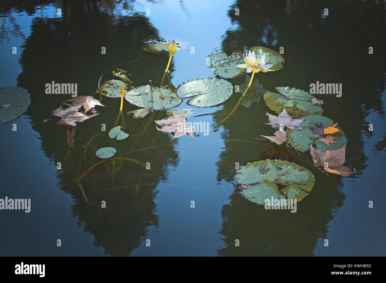 Murky pond hi-res stock photography and images - Alamy