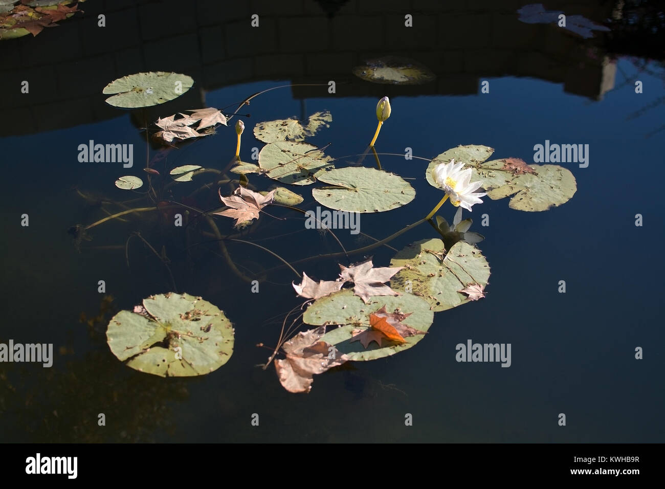 Murky Pond Stock Photos & Murky Pond Stock Images - Alamy