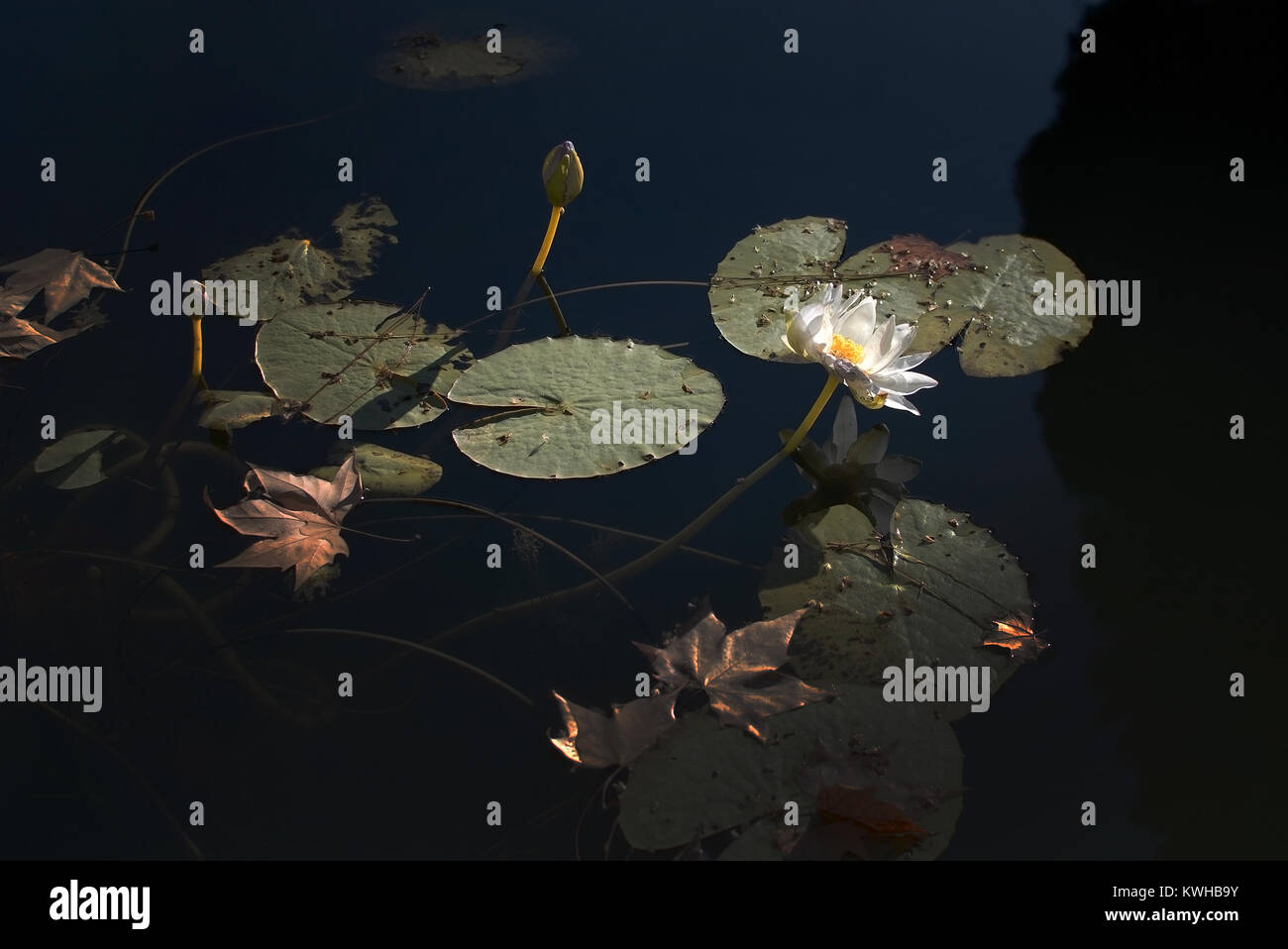 Murky Pond Stock Photos & Murky Pond Stock Images - Alamy