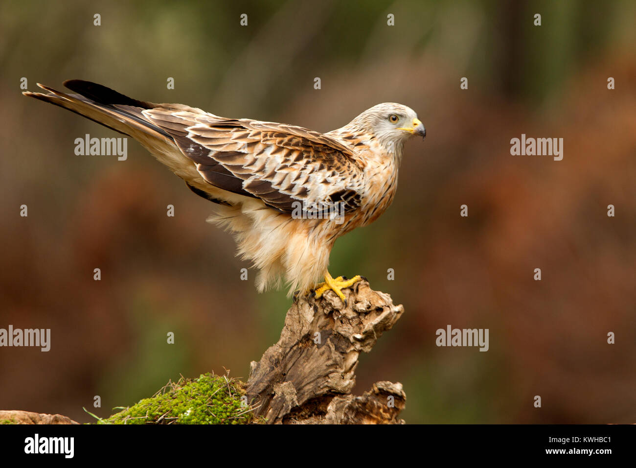 Milvus field hi-res stock photography and images - Alamy