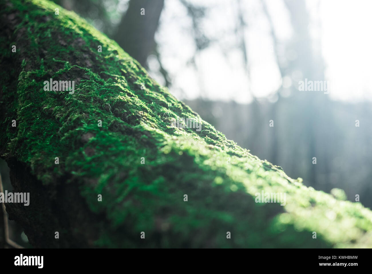 Beautiful green moss in sunlight hi-res stock photography and images ...