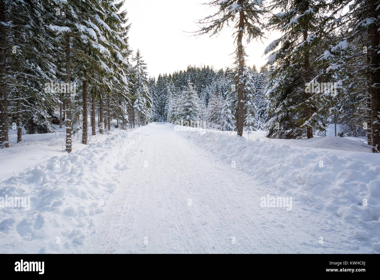 Majestic winter landscape with snow-covered trees. Dramatic winter ...