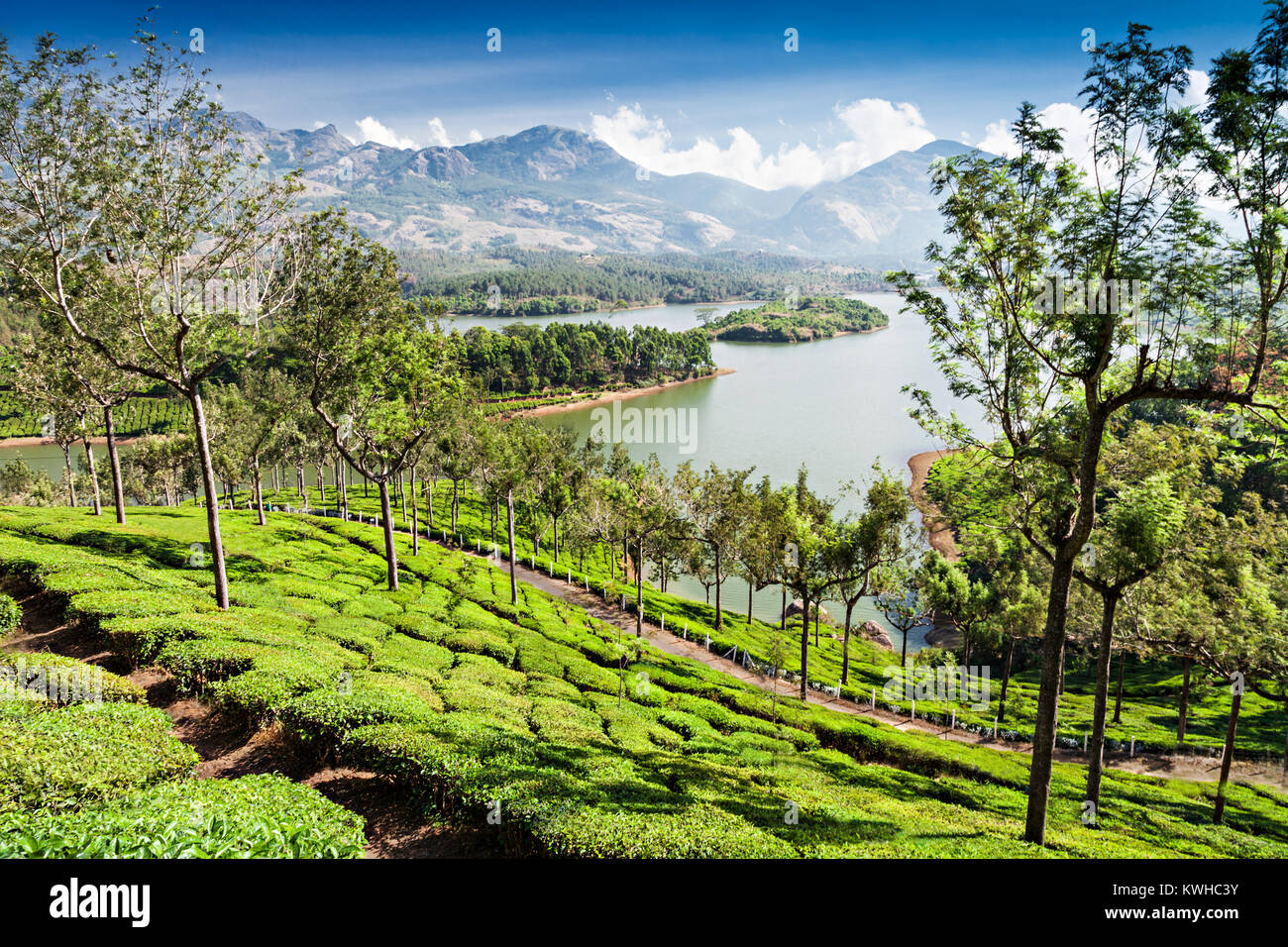 Tea plantation in Munnar, Kerala state, India Stock Photo - Alamy