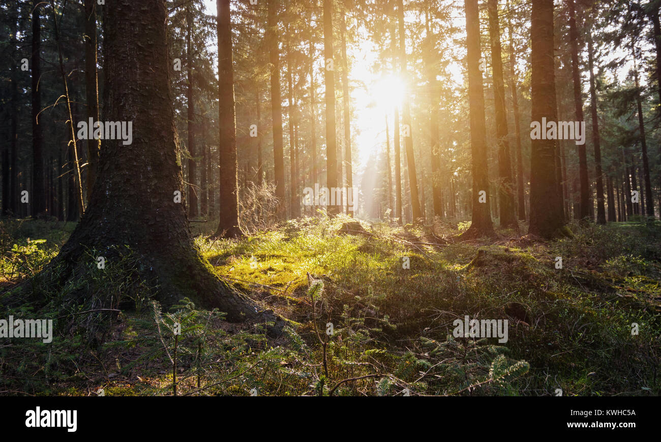 nature green wood sunlight background Stock Photo - Alamy