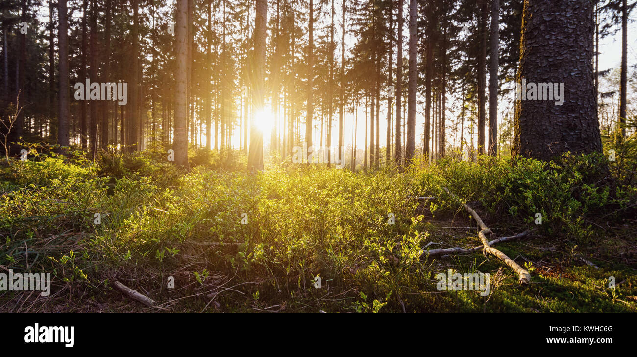 forest trees backlight by golden sunlight before sunset with sun rays ...