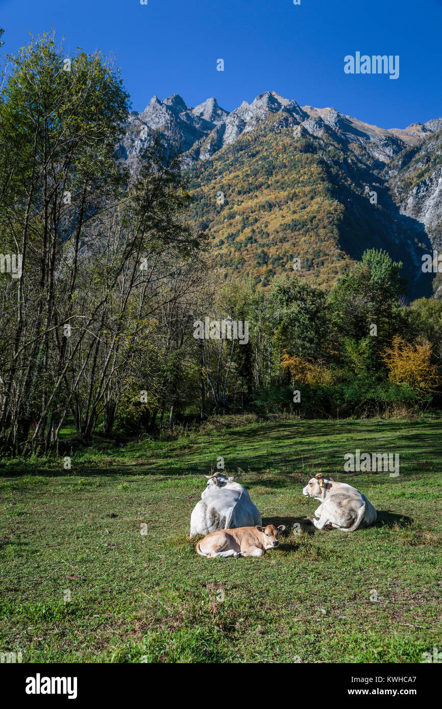 Cows at rest hi-res stock photography and images - Alamy