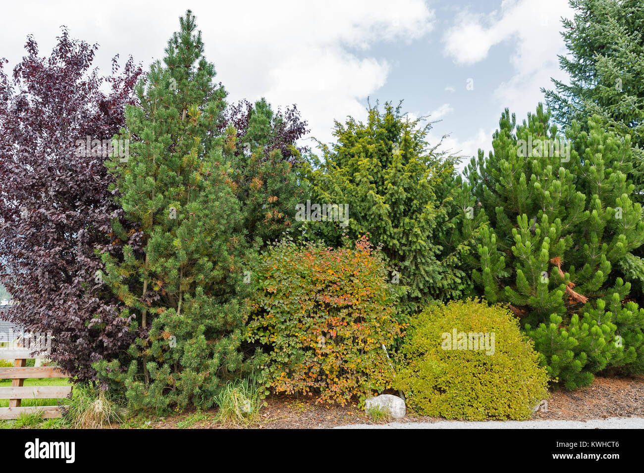 Evergreen decorative tree set growing in the garden outdoor closeup ...