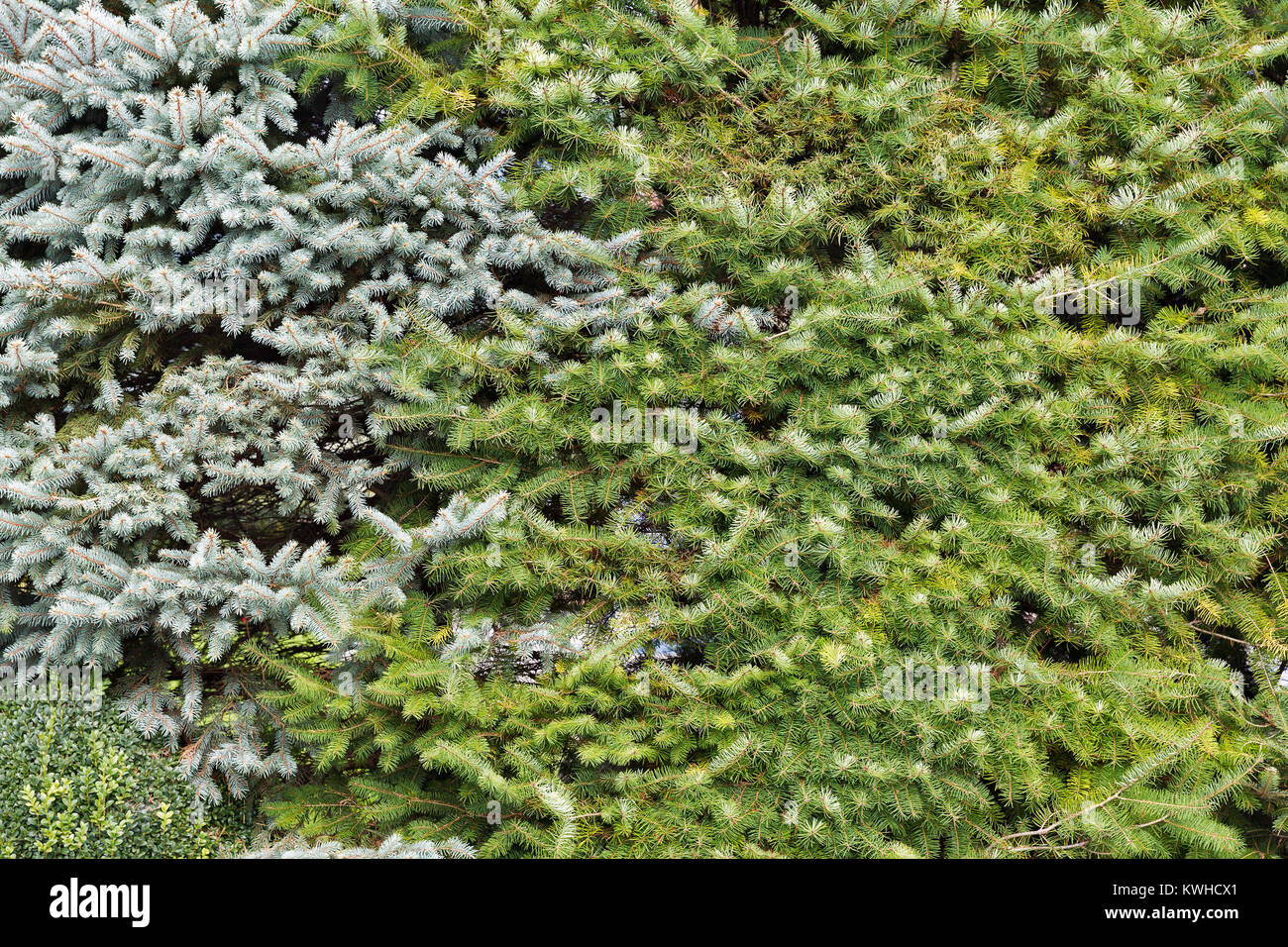 Evergreen decorative tree set growing in the garden outdoor closeup ...