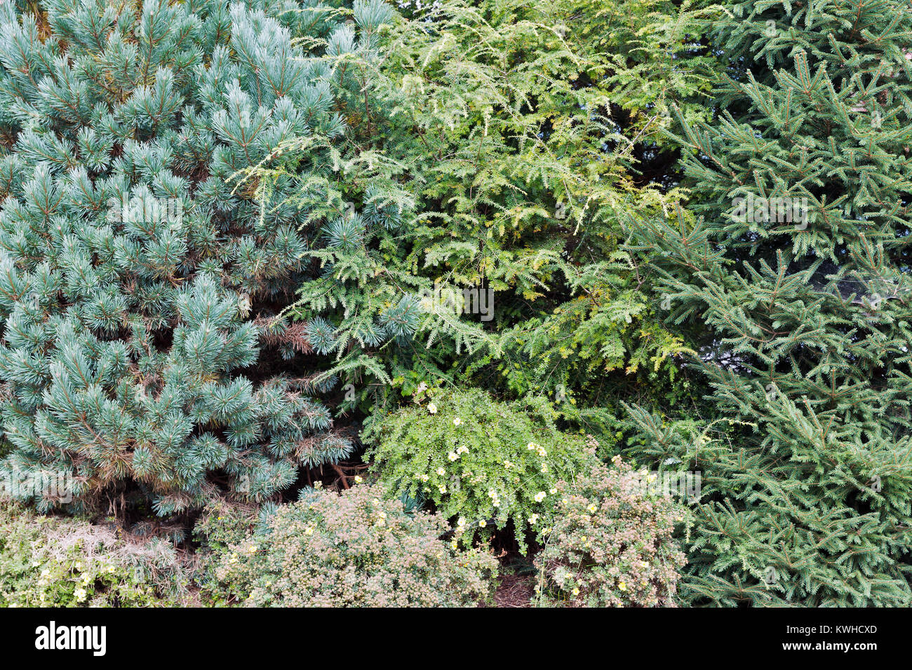 Evergreen decorative tree set growing in the garden outdoor closeup ...