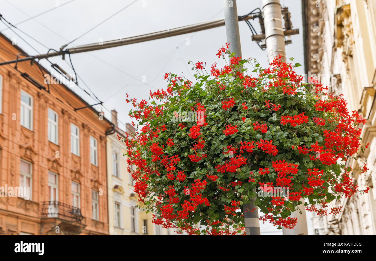 Red flowers old city hi-res stock photography and images - Alamy