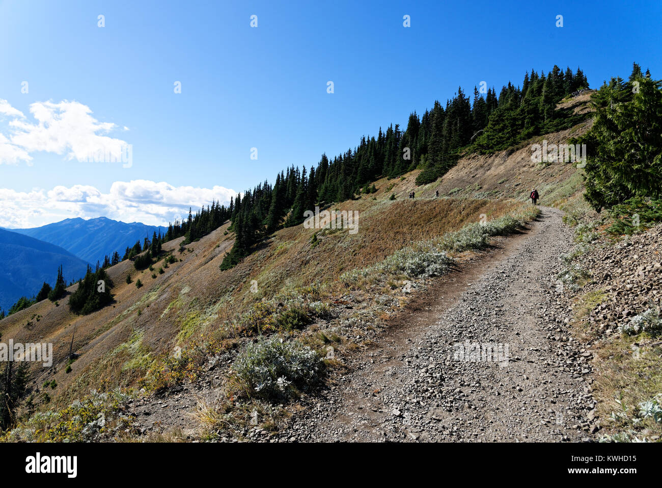 The Hurricane Hill Trail in Olympic National Park, Washington Stock ...