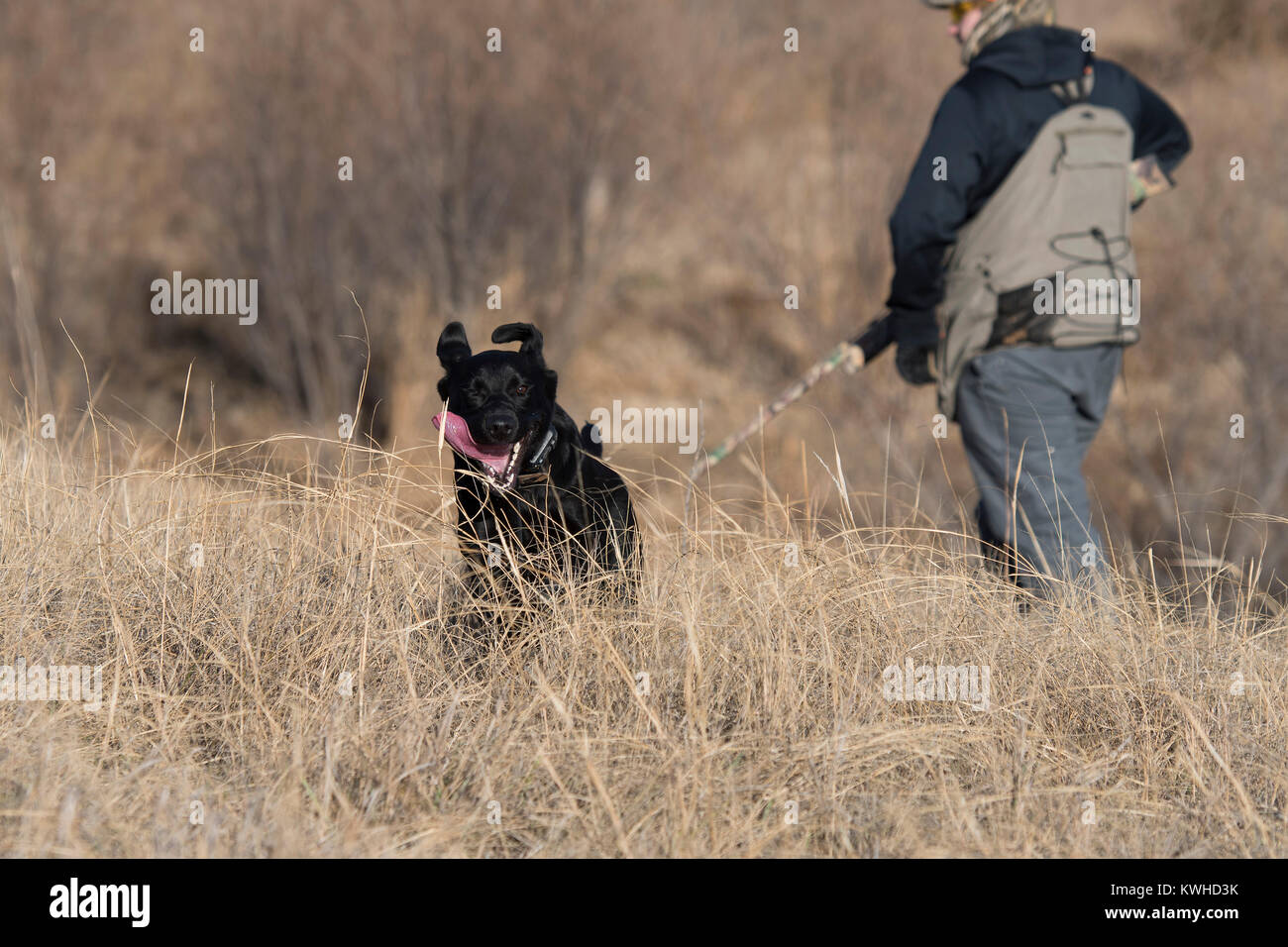 Pheasant hunter with a Black Labrador Retriever on a late season ...