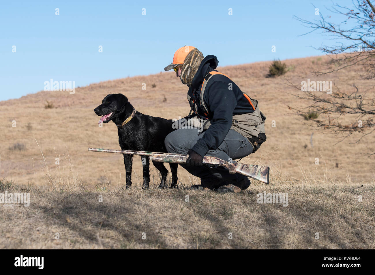 Pheasant hunter with a Black Labrador Retriever on a late season ...