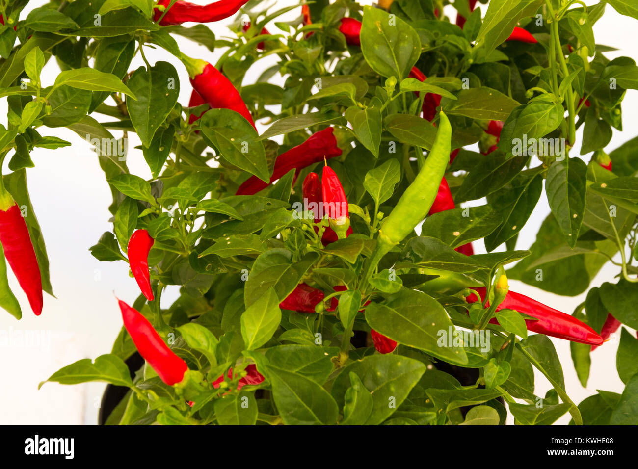 Red jalapeno chilli growing hi-res stock photography and images - Alamy