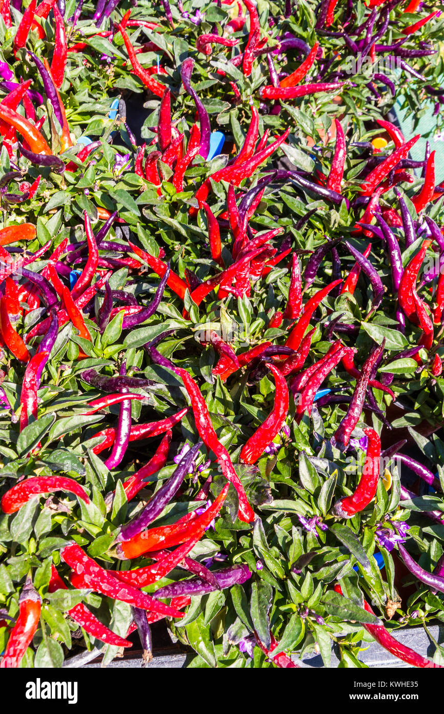 Red jalapeno chilli growing hi-res stock photography and images - Alamy