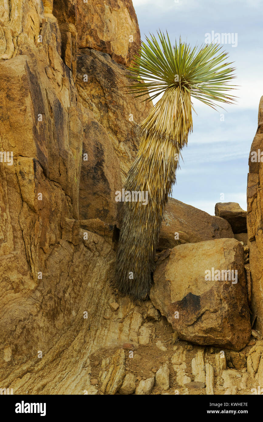 Rock Formations and yucca in Grapevine Hills in Big Bend National Park ...