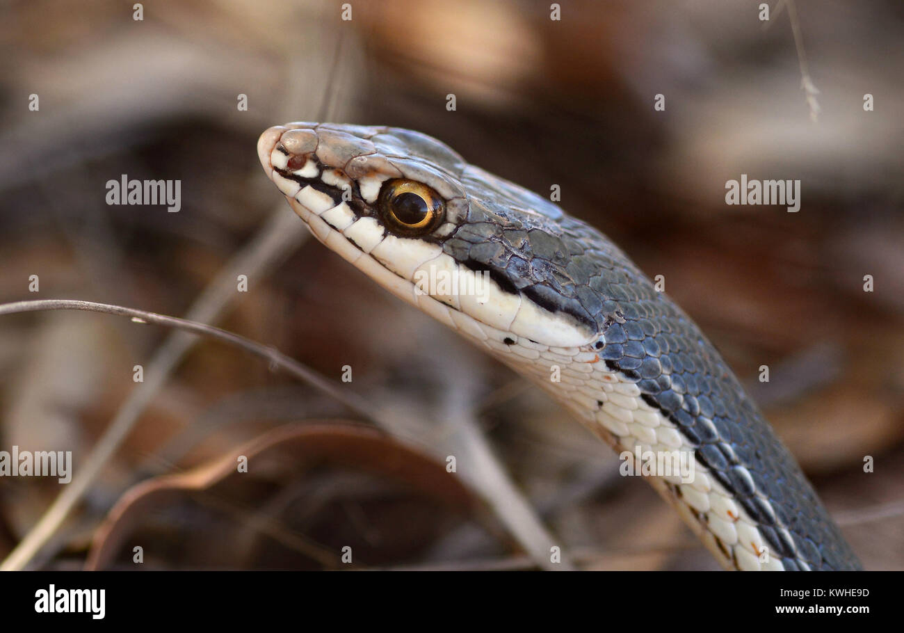 Sonoran whipsnake, Gardner Canyon, Santa Rita Mountains, Coronado ...