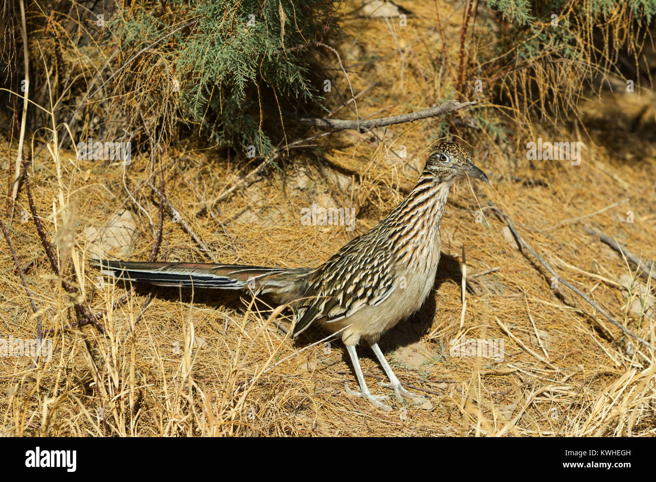 Roadrunner at big bend national park hi-res stock photography and ...