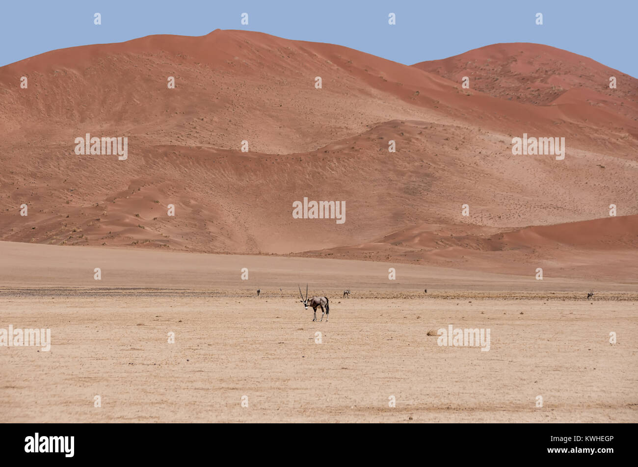 Gemsbok antelope in the Namib desert Stock Photo - Alamy